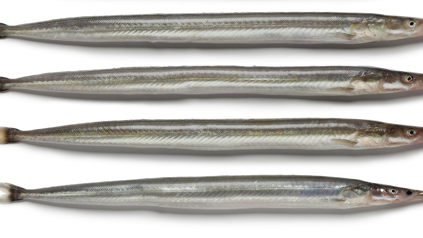 4 Best Freshwater Fishes in Western Europe - TasteAtlas