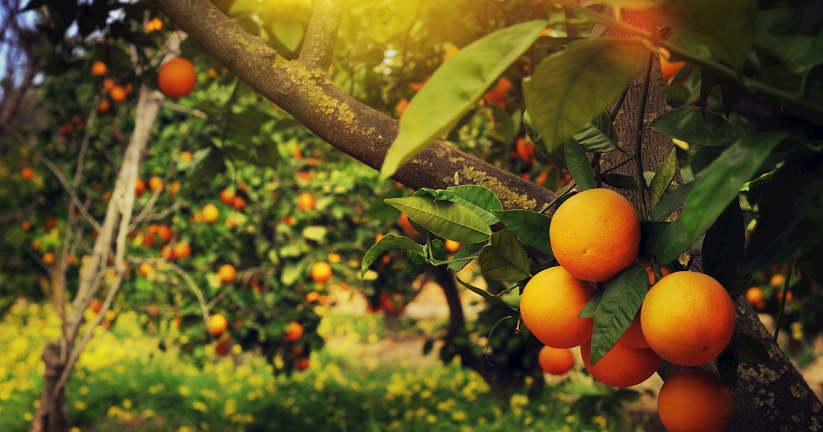 Florida Oranges | Local Orange From Florida, United States of America