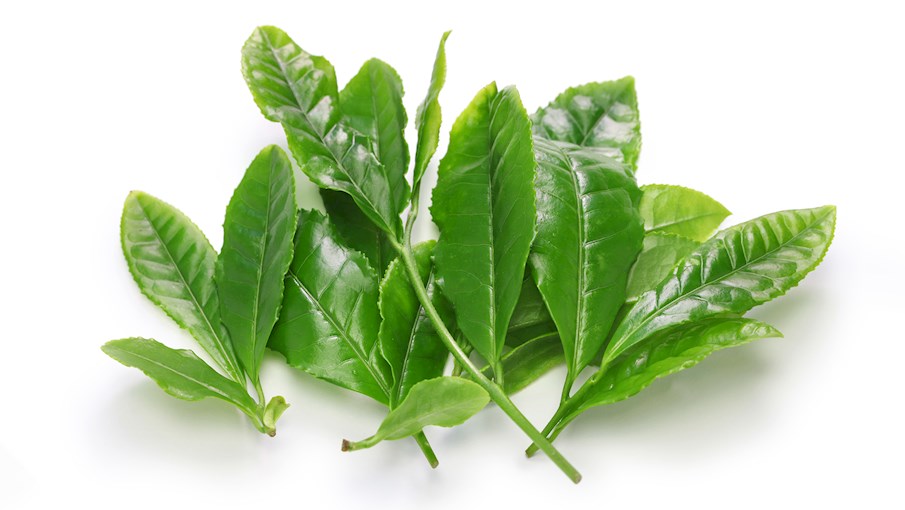 20 Best Teas in Japan - TasteAtlas