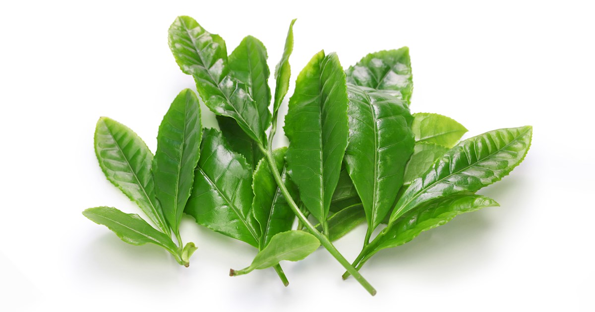 Kabusecha | Local Tea From Japan