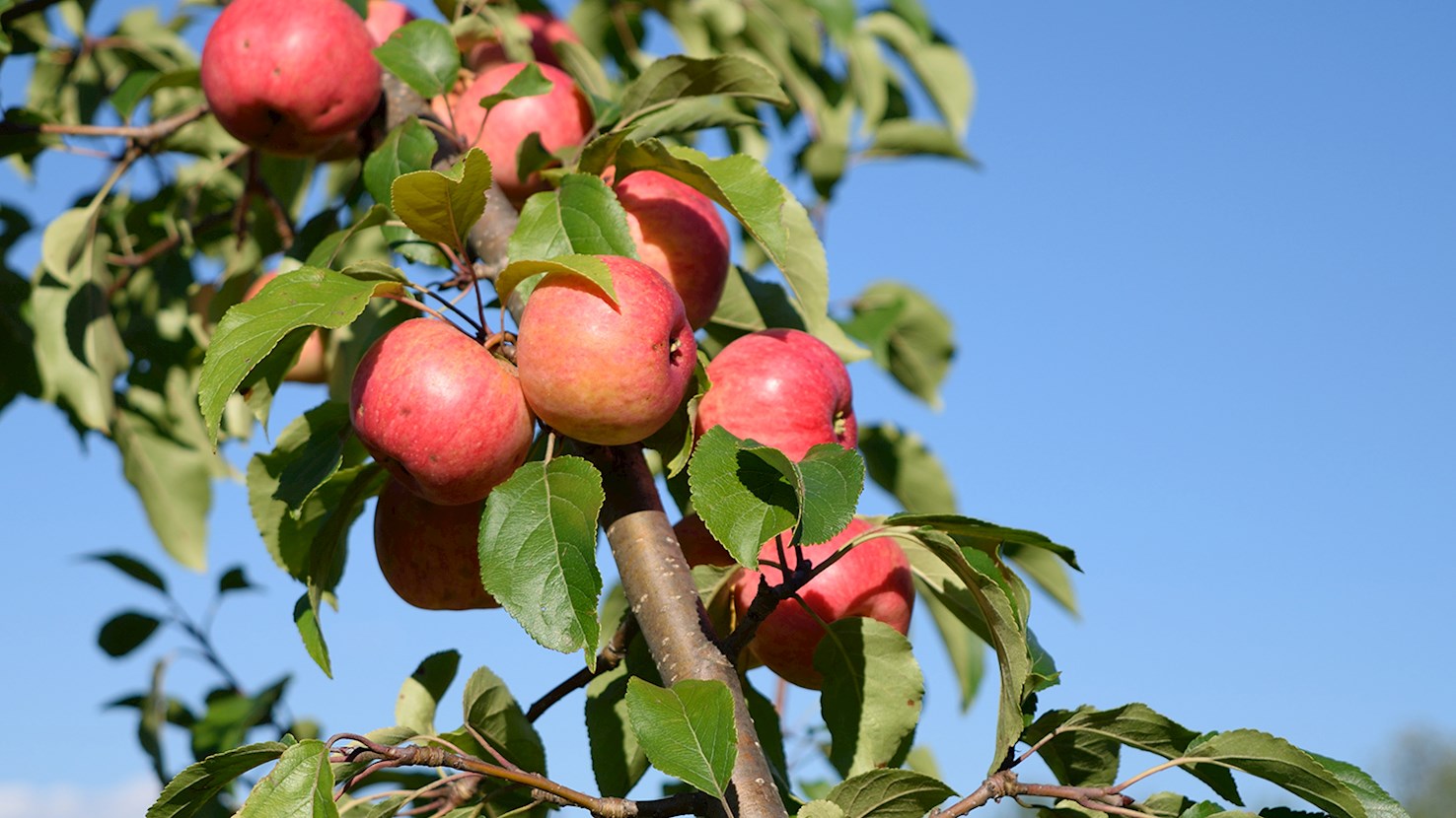 5 Best Fruits in Minnesota - TasteAtlas