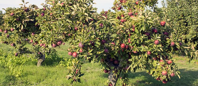 American Fruits: 55 Fruit Types in United States of America | TasteAtlas