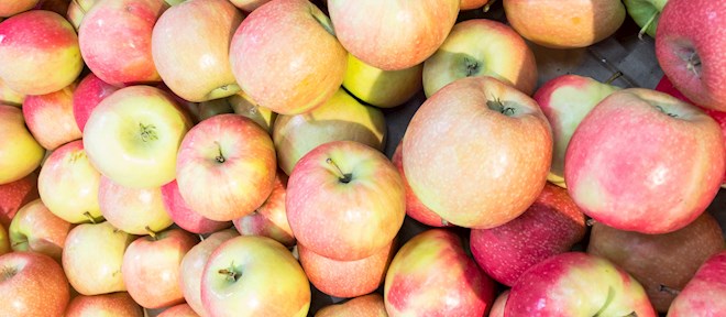 Pome Exploring Pome Fruits Types Uses Fun Facts 100 List Of, 45% OFF