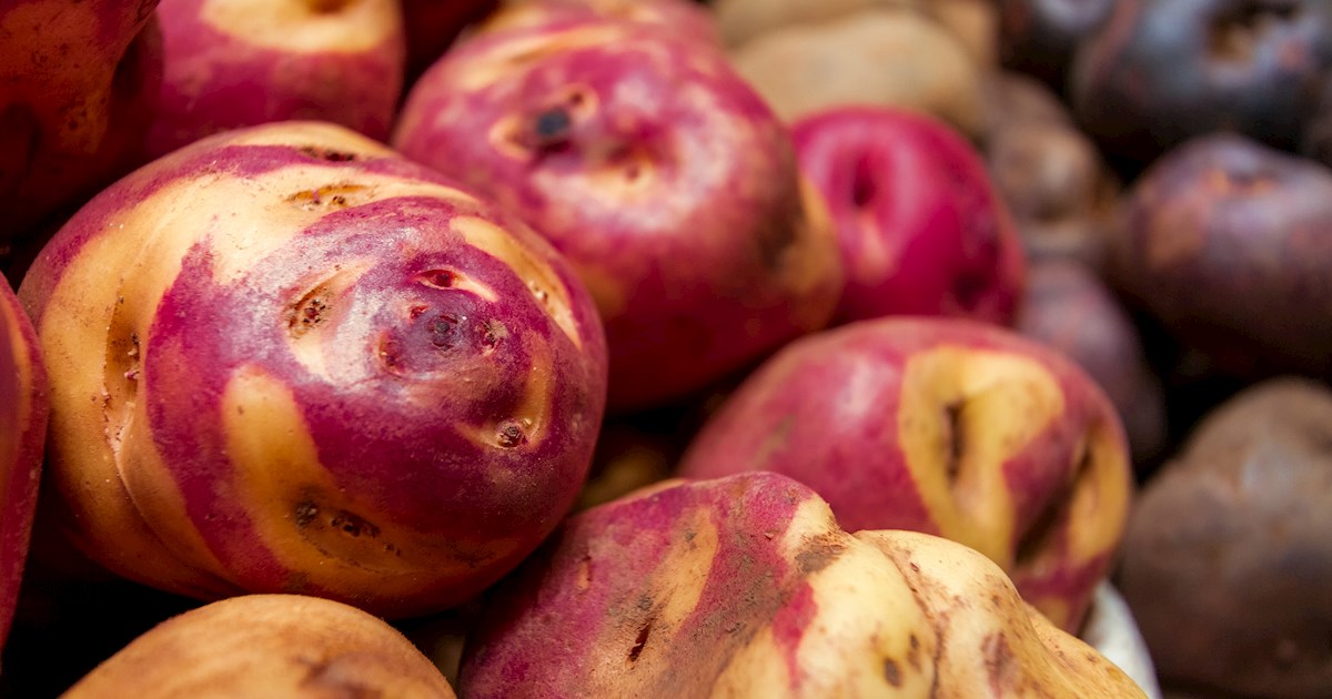 Papa Sabanera | Local Potato From Colombia