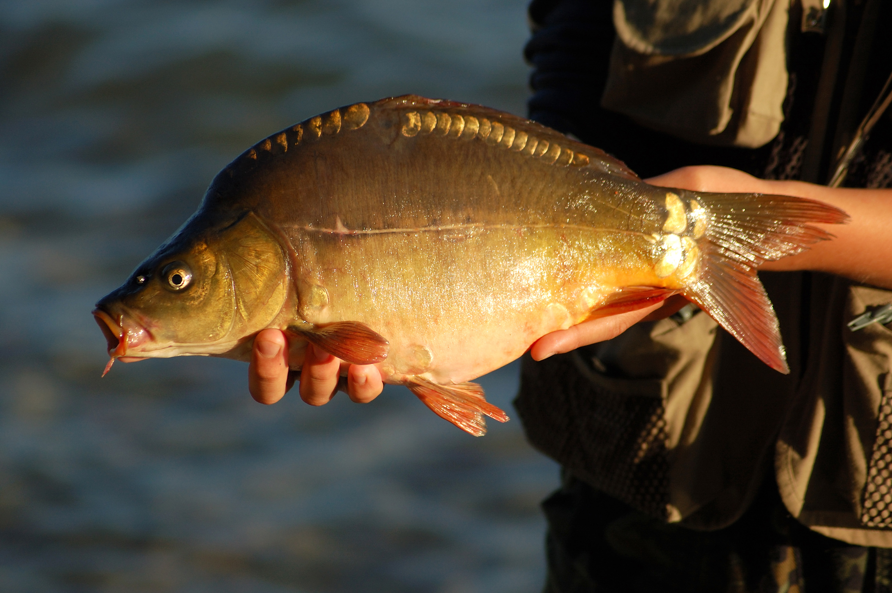 Szegedi Tükörponty | Local Carp From Szeged District, Hungary