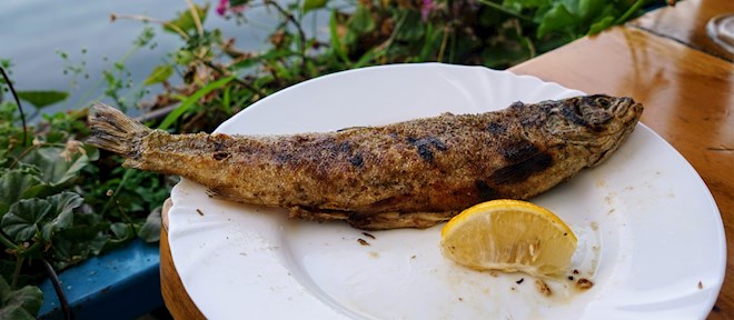 European Fishes: 46 Fish Types in Europe | TasteAtlas