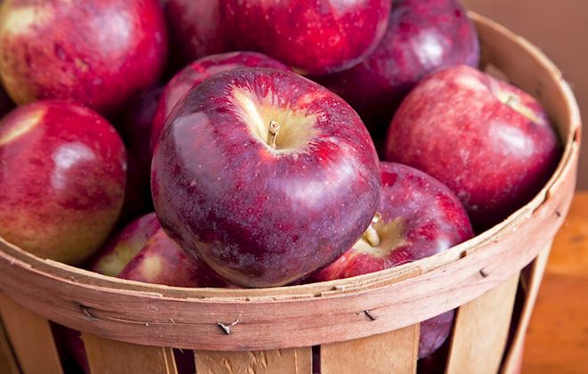 North American Apples: 54 Apple Types in North America | TasteAtlas