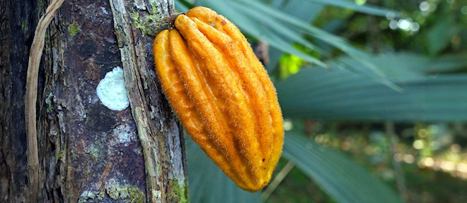 Cocoa Beans of the World: 13 Cocoa Beans Types | TasteAtlas