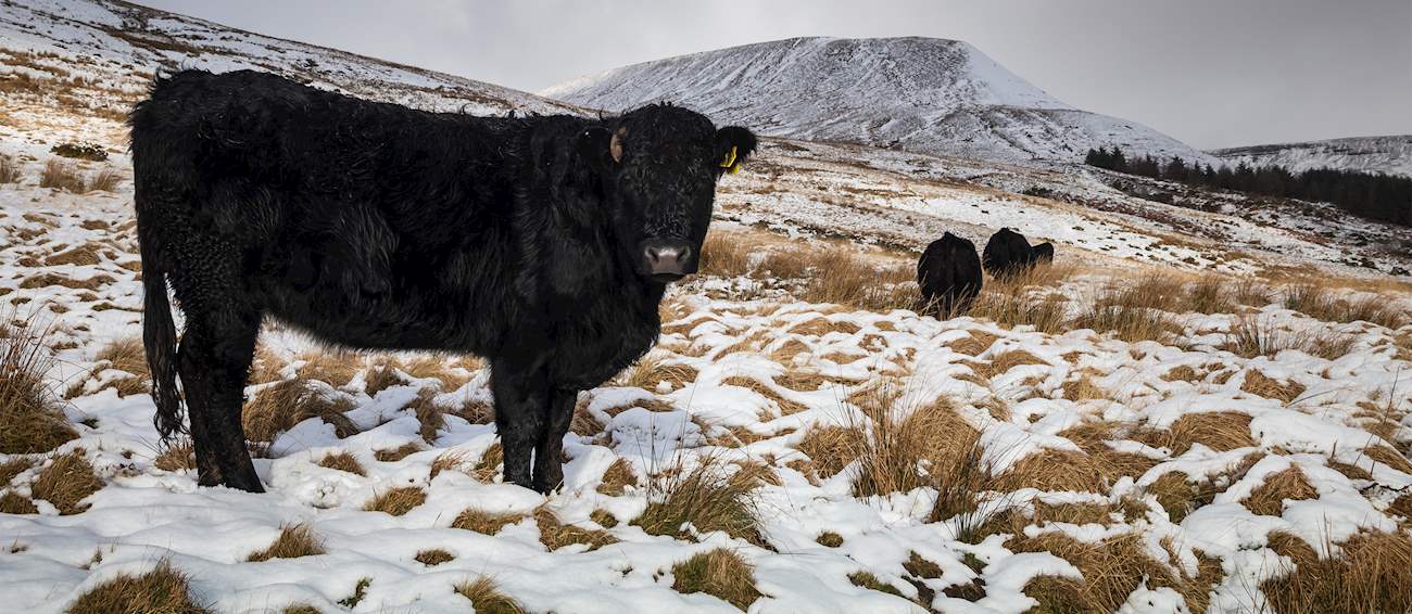 Welsh Black Cattle | Local Beef From Wales, United Kingdom | TasteAtlas