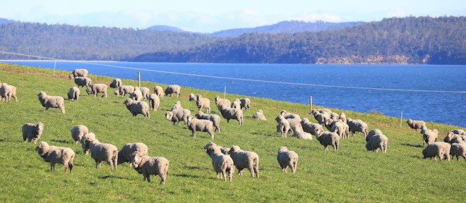 Lambs of the World: 49 Lamb Types | TasteAtlas