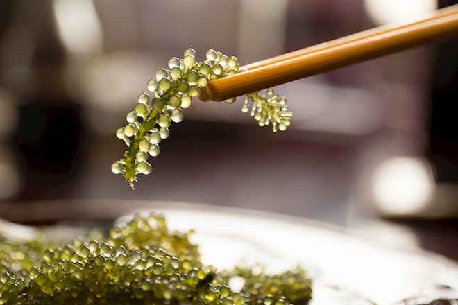 Seaweeds of the World: 13 Seaweed Types | TasteAtlas