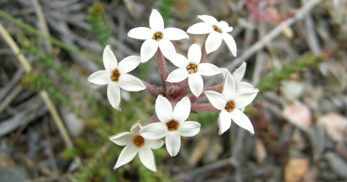 Argentinian Vegetables: 4 Vegetable Types in Argentina | TasteAtlas