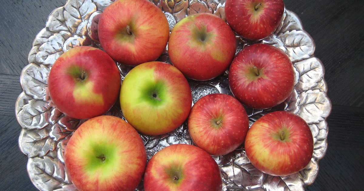 Fireside Apples | Local Apple Variety From Minnesota, United States of ...