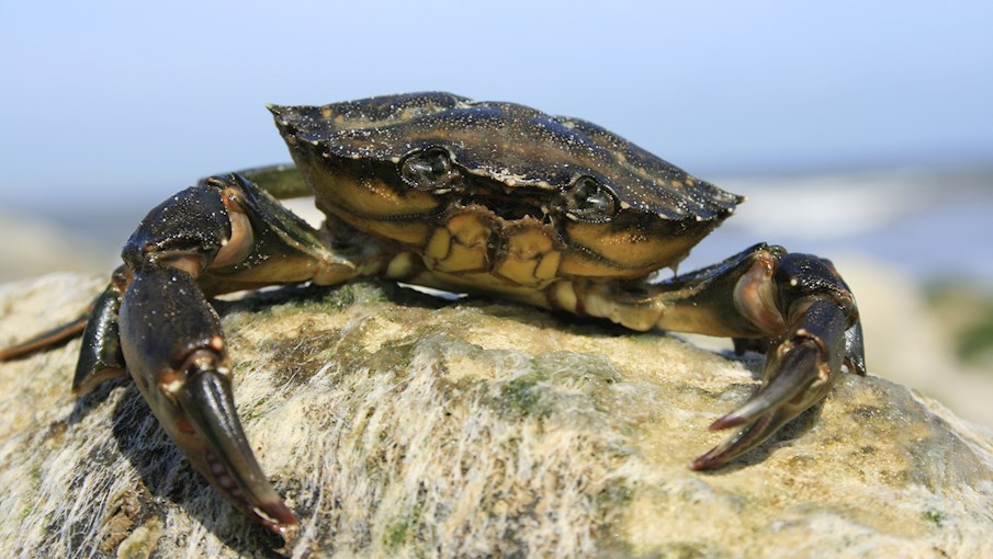 50 Most Popular Shellfish in the World - TasteAtlas