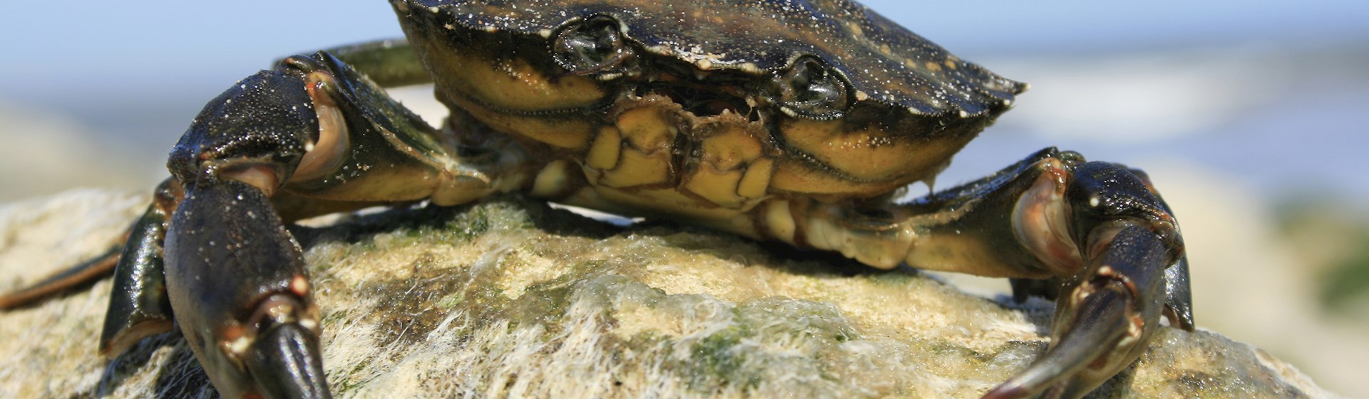 3 Best Shellfishes in South West England - TasteAtlas