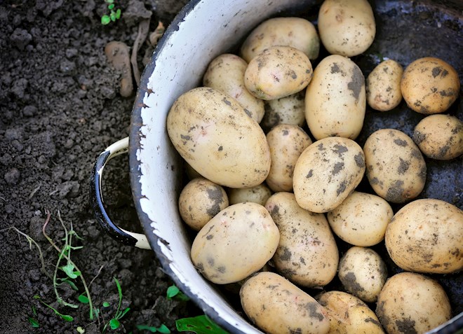 Tubers of the World: 82 Tuber Types | TasteAtlas