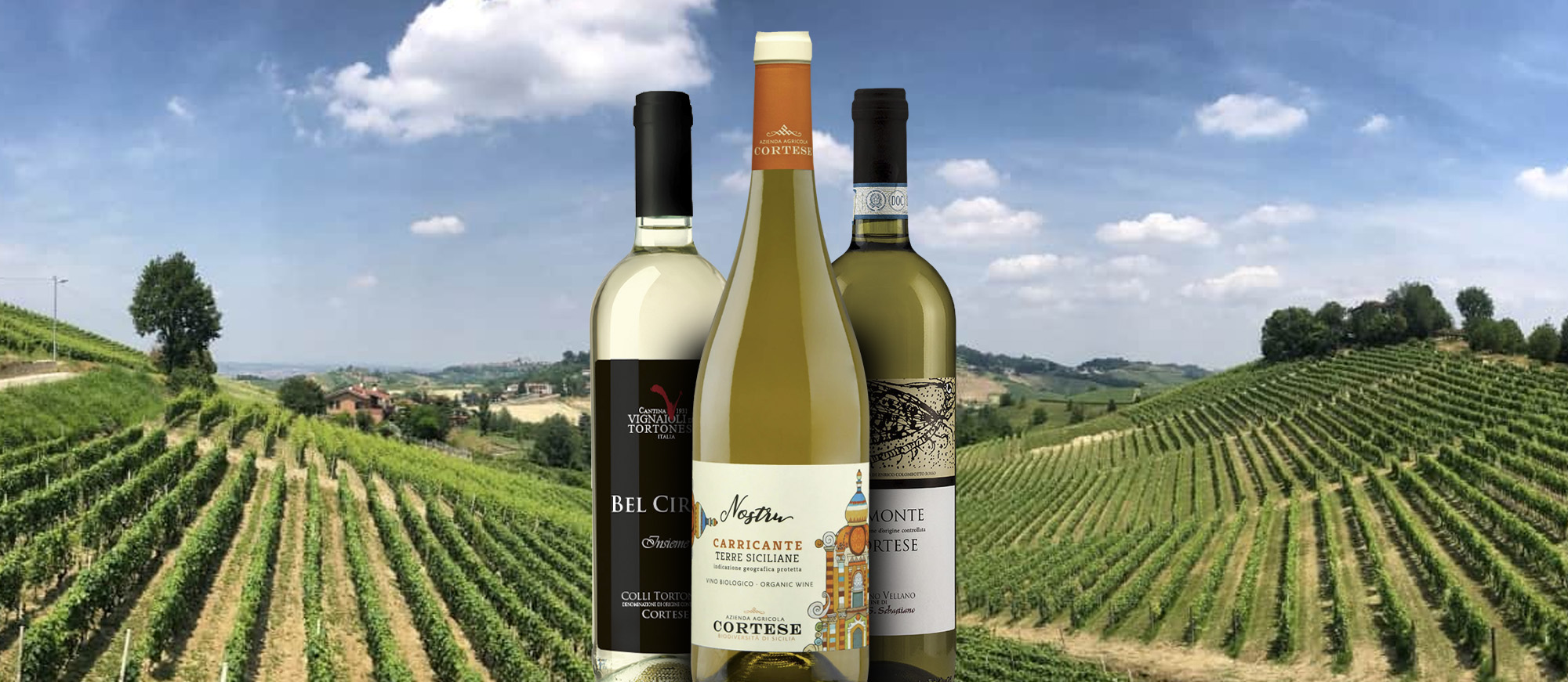Cortese | Local Wine Variety From Piedmont, Italy