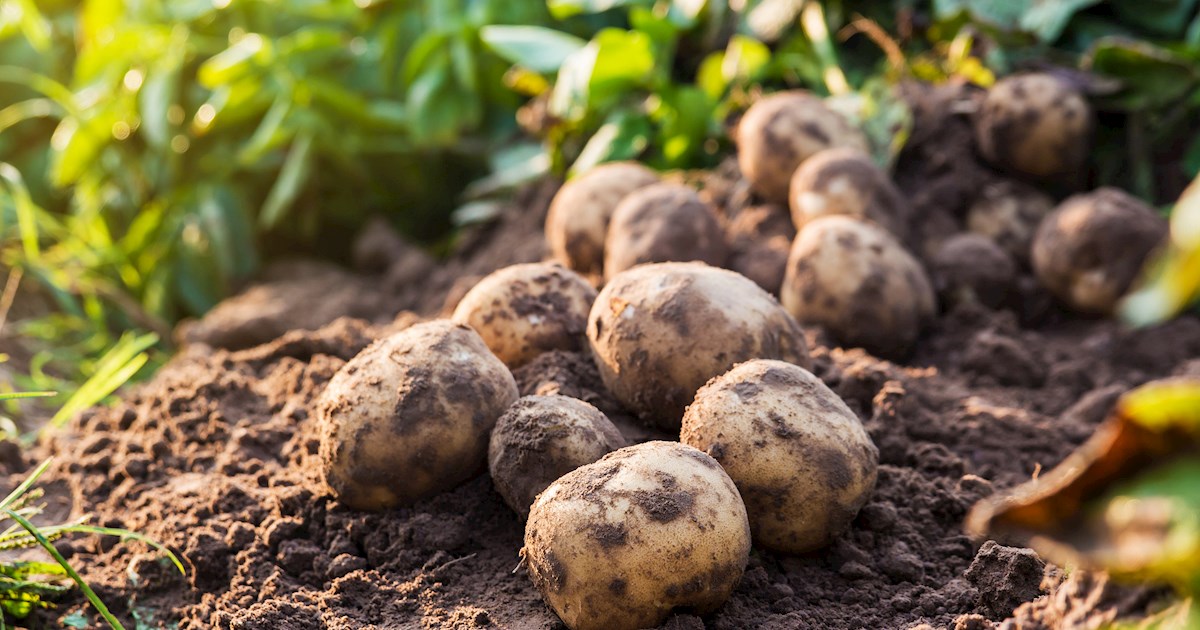 3 Best Tubers in Northern Europe - TasteAtlas