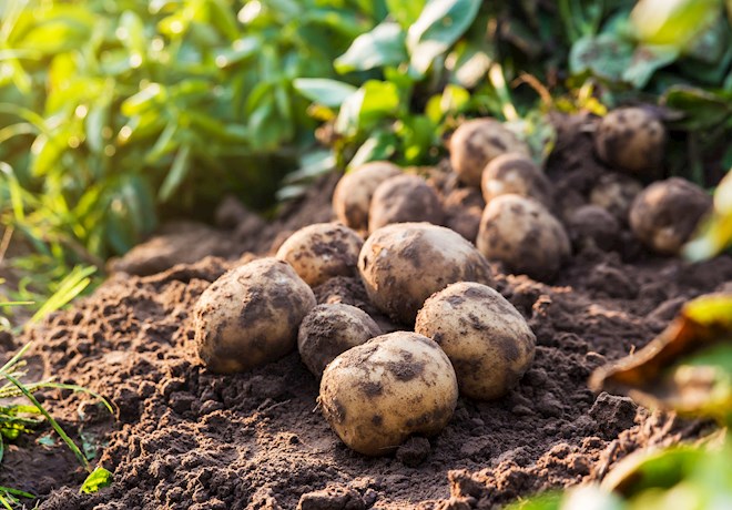 Tubers of the World: 82 Tuber Types | TasteAtlas