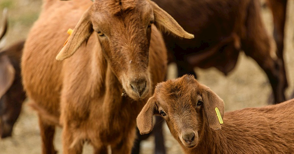 7 Best Goats in Western Europe - TasteAtlas
