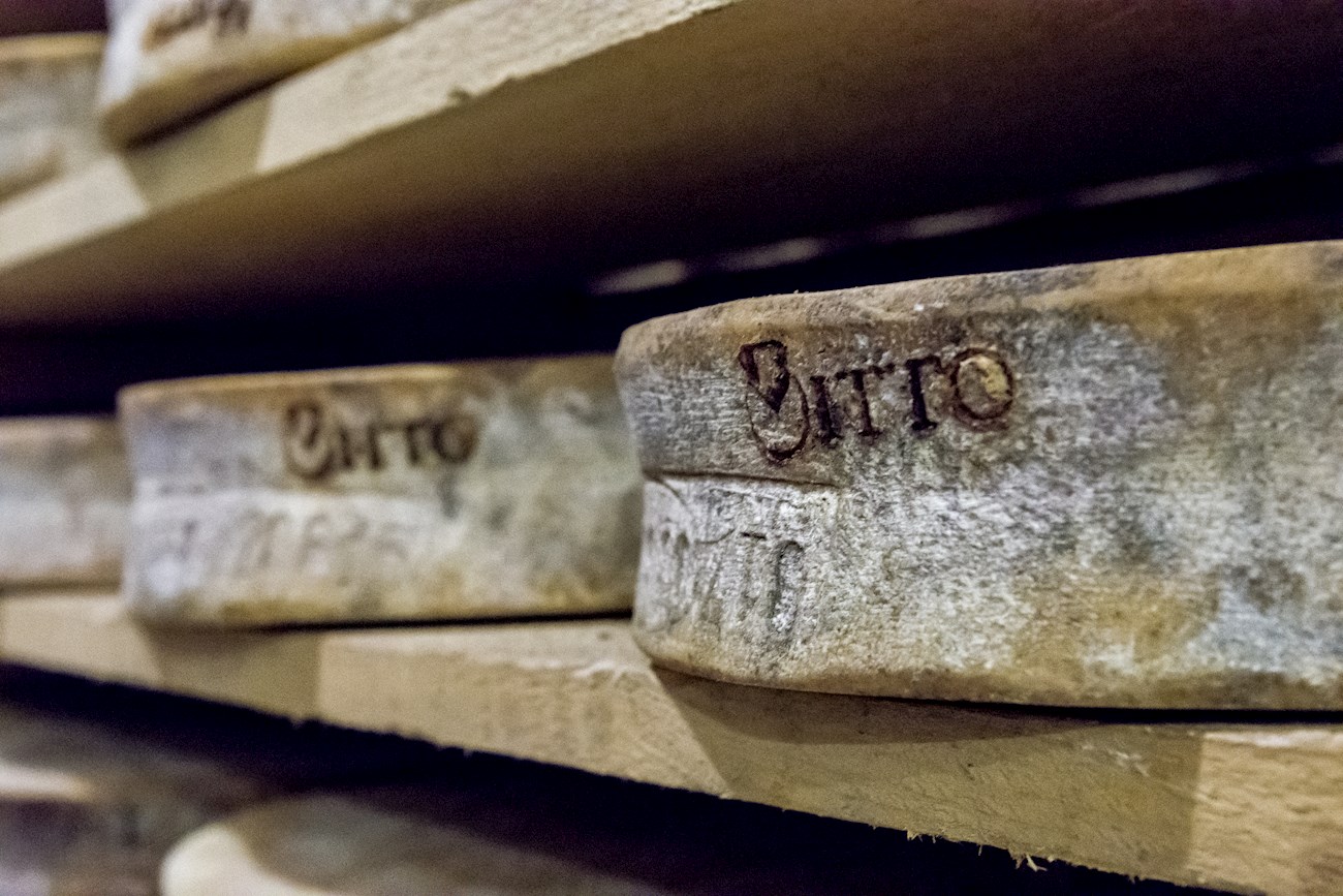 Bitto | Local Cheese From Valtellina, Italy