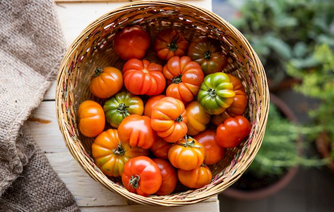 European Tomatoes: 8 Tomato Types in Europe | TasteAtlas