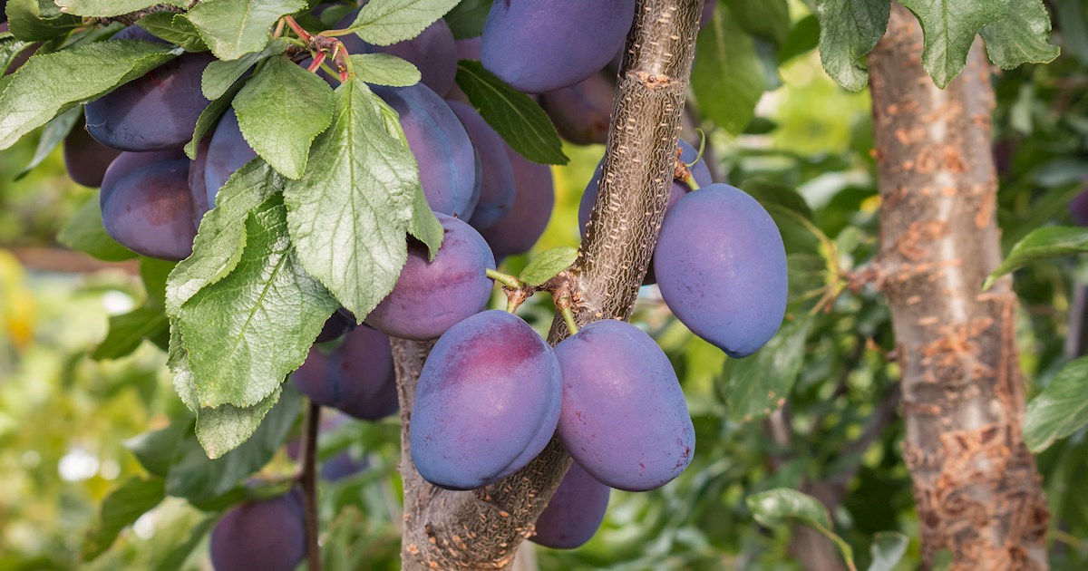 Damson Plum | Local Plums From United Kingdom
