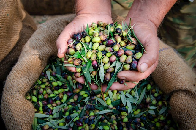 Olives of the World: 59 Olives Types | TasteAtlas