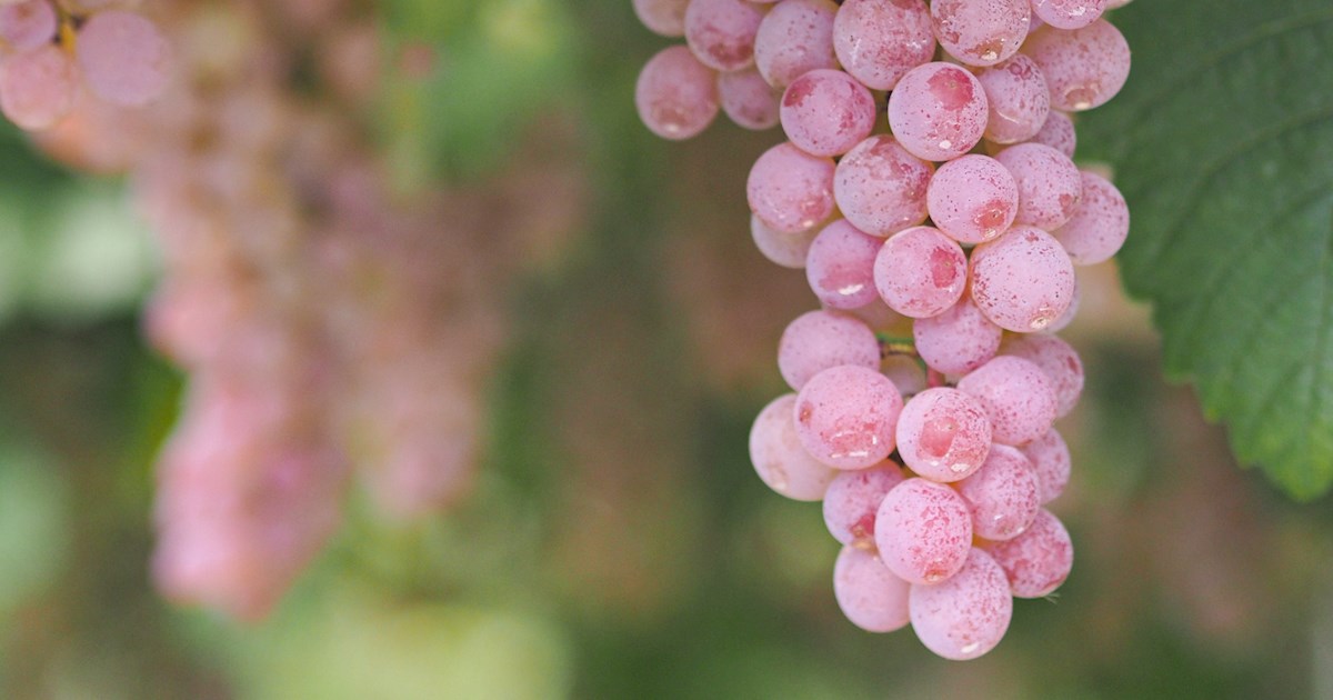 3 Best Grapes in Japan - TasteAtlas
