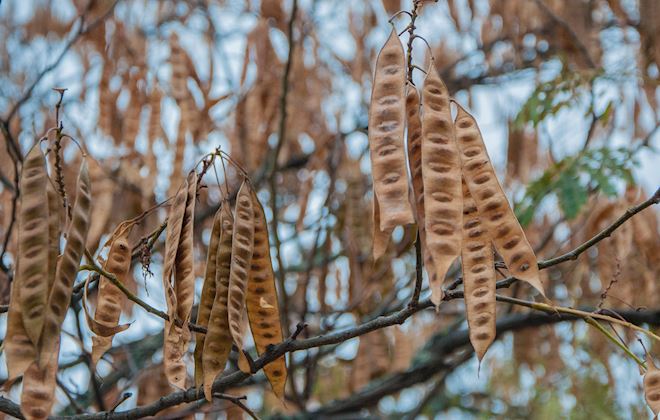 Nuts and Seeds of the World: 48 Nuts/Seeds Types | TasteAtlas
