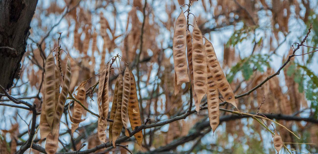 Wattleseed | Local Seeds From Australia