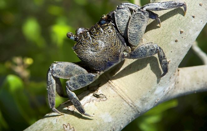 Saltwater Crabs of the World: 8 Saltwater Crab Types | TasteAtlas