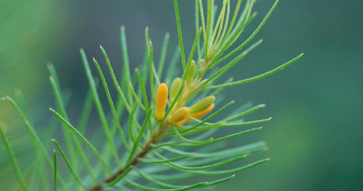 North Rothbury Persoonia | Local Plant From New South Wales, Australia