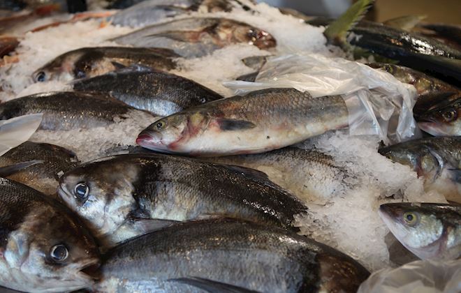 White Fish of the World: 12 White Fish Types | TasteAtlas