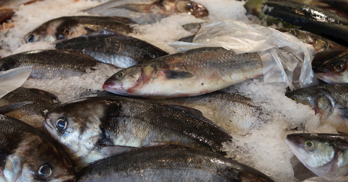 Blue Warehou | Local White Fish From Tasmania, Australia