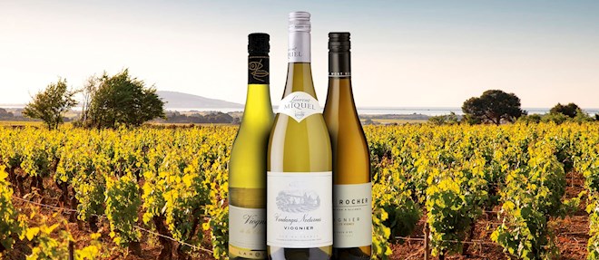 Wine Varieties of the World: 303 Wine Variety Types | TasteAtlas