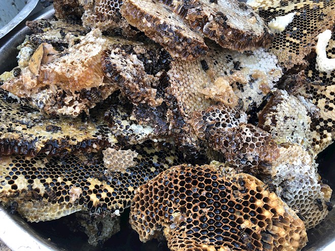 Honeys of the World: 61 Honey Types | TasteAtlas