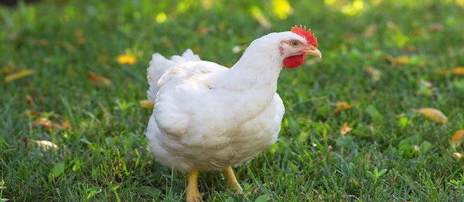 French Poultry: 43 Poultry Types in France | TasteAtlas