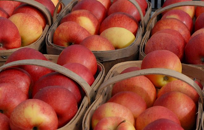 North American Apples: 54 Apple Types in North America | TasteAtlas