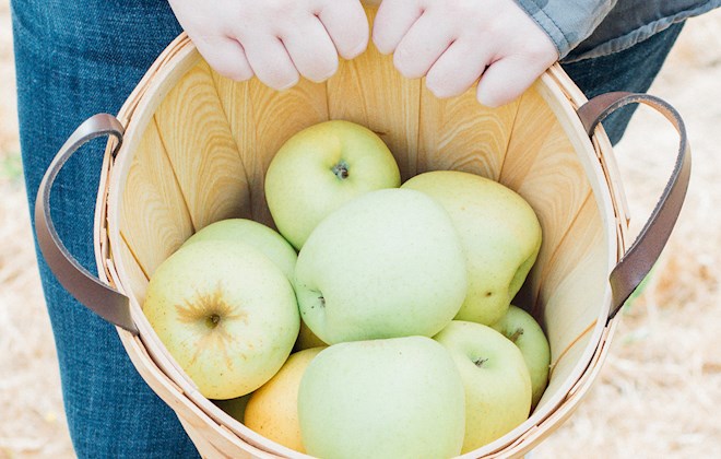 North American Apples: 54 Apple Types in North America | TasteAtlas