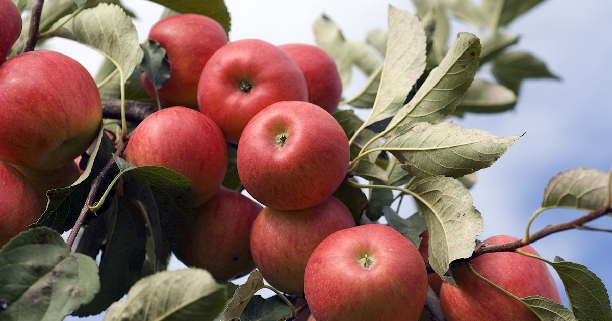 Elstar Apples | Local Apple Variety From Gelderland, Netherlands