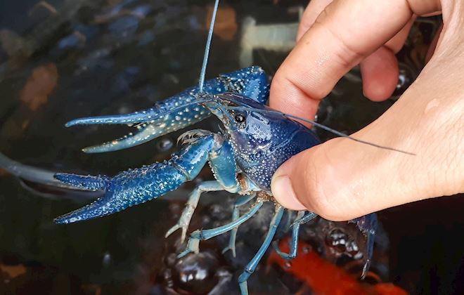 Shellfish of the World: 47 Shellfish Types | TasteAtlas