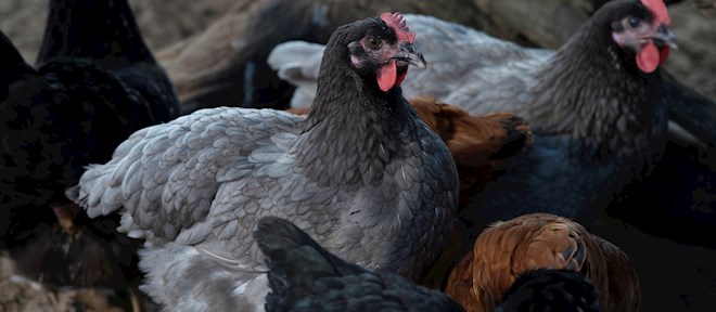 French Poultry: 43 Poultry Types in France | TasteAtlas