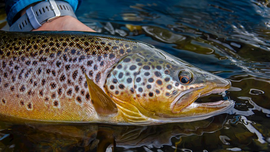 7 Best Fish in South America - TasteAtlas