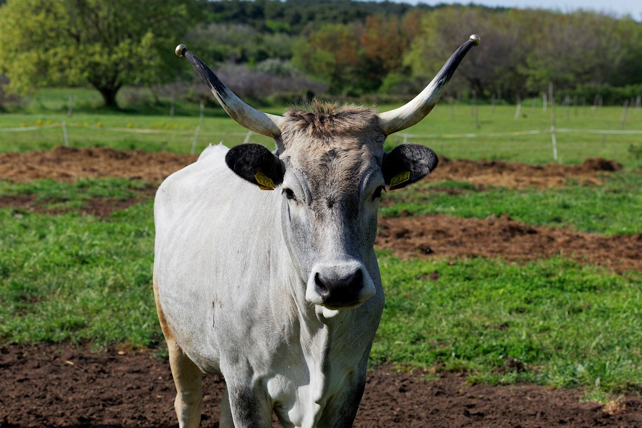 Istarski Boškarin | Local Beef Cattle Breed From Istria, Croatia