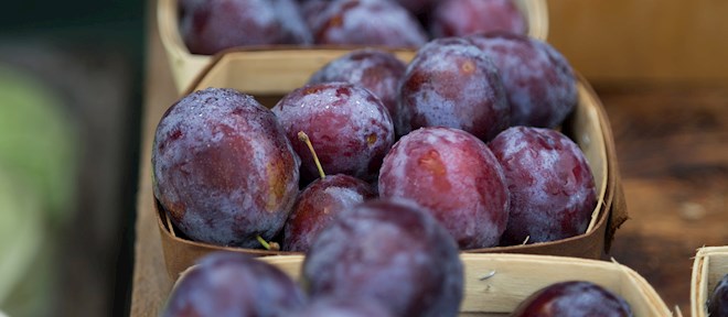 European Plums: 6 Plums Types in Europe | TasteAtlas