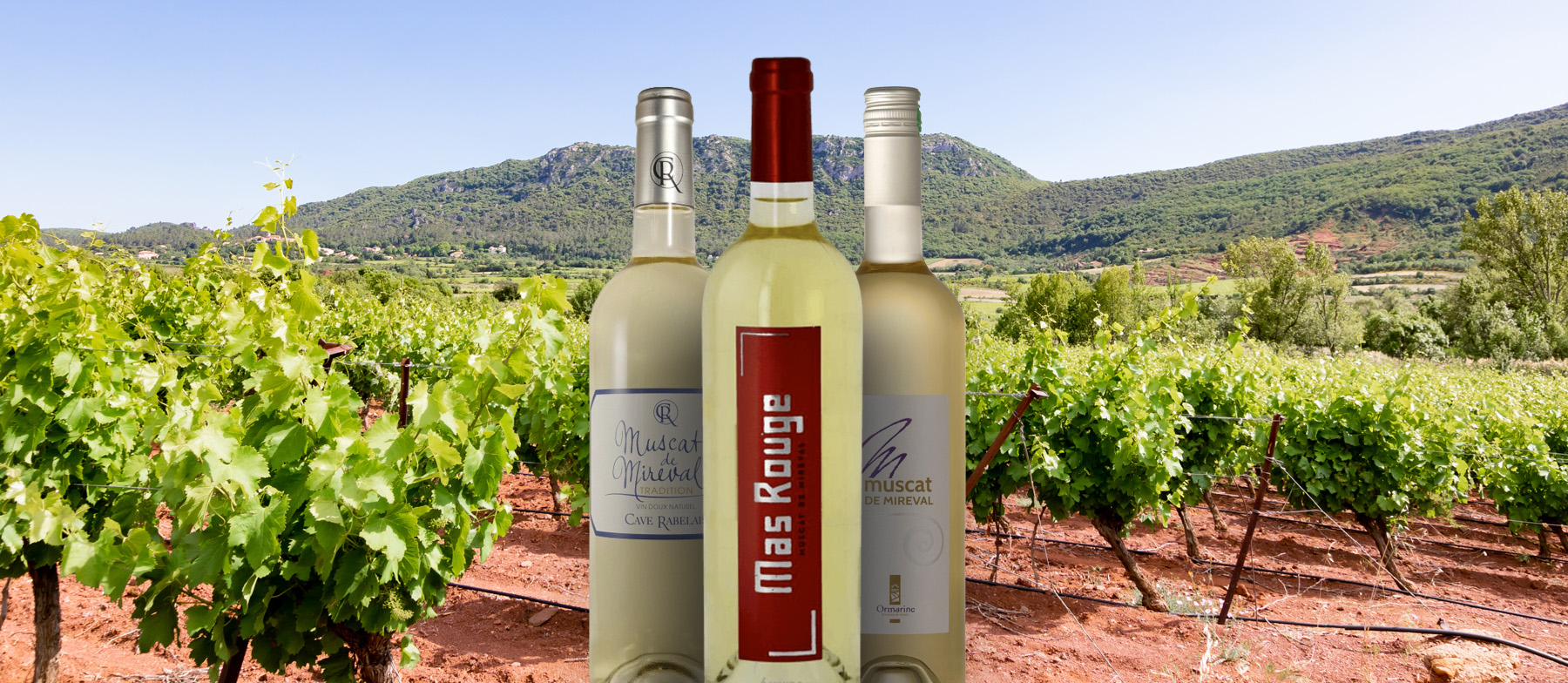 Muscat de Mireval | Local Wine Appellation From Hérault, France