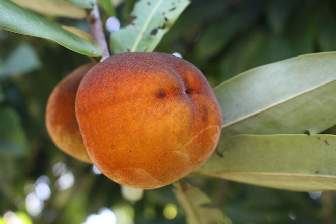 Southeast Asian Fruits: 21 Fruit Types in Southeast Asia | TasteAtlas