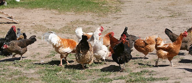 French Poultry: 43 Poultry Types in France | TasteAtlas