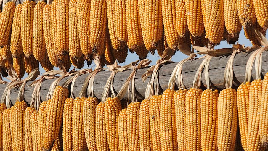 50 Most Popular Grains in the World - TasteAtlas